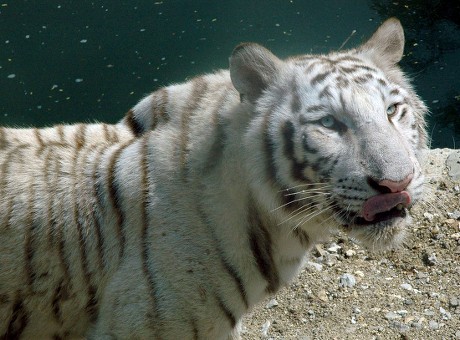 White Tiger On Opening Day New Editorial Stock Photo - Stock Image ...