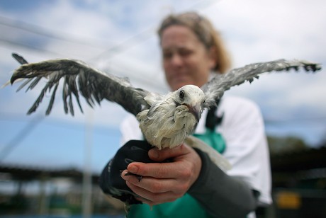 Volunteer Holds Sick Hartlaubs Gull Southern Editorial Stock Photo ...