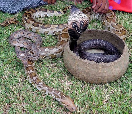23 Snake dances Stock Pictures, Editorial Images and Stock Photos ...