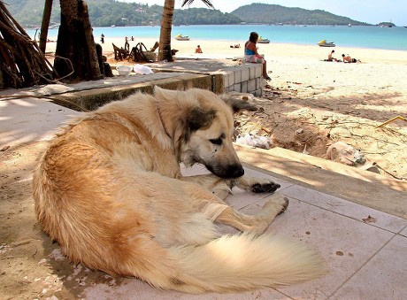 Stray Dog Stands Ruins Tsunamidamaged Hotel Editorial Stock Photo ...