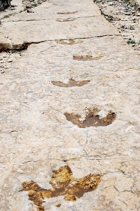 Footprints Sauropod Which Roamed Earth About Editorial Stock Photo ...