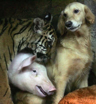 Butterfly Tiger Her Friend Pig Golden Editorial Stock Photo - Stock ...