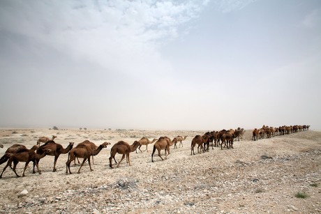Large Herd Some 100 Camels Cross Editorial Stock Photo - Stock Image ...