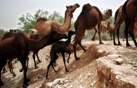 Mother Encourages Her 10dayold Camel Climb Editorial Stock Photo ...