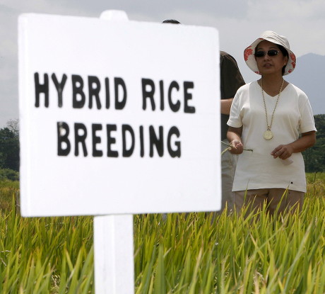 Philippine President Gloria Macapagalarroyo Examines Hybrid Editorial ...