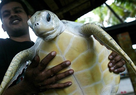 Turtlefarm Worker Bentona Sri Lanka Shows Editorial Stock Photo - Stock ...