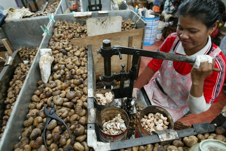 Woman Works Shelling Cashews Methee Cashew Editorial Stock Photo ...