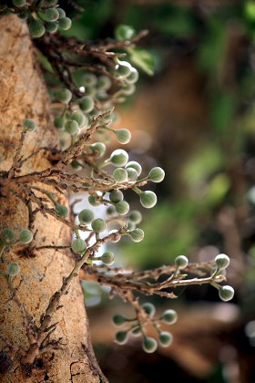 Unripe Fruit Virgin Mary Tree Where Editorial Stock Photo - Stock Image ...