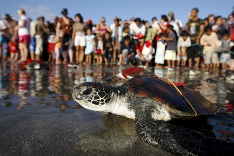 Local Foreign Tourist Release Hundreds Sea Editorial Stock Photo ...