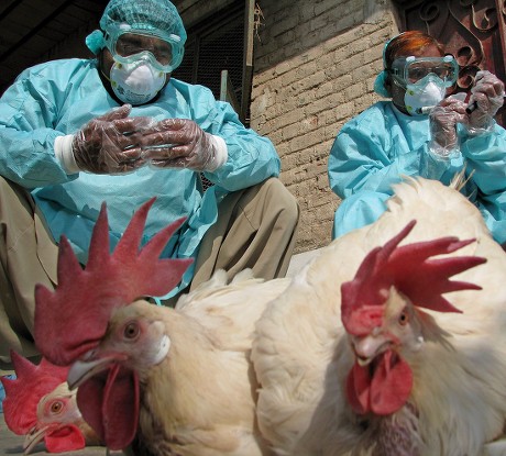 Workers District Poultry Development Collect Blood Editorial Stock ...