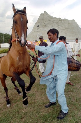 Horse Performs Front Replica Chaghi Mountain Editorial Stock Photo ...