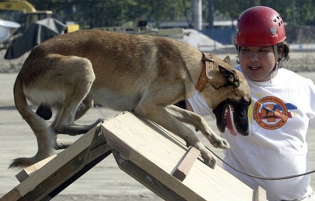 Filipino Dog Handler Trains Labrador Dog Editorial Stock Photo - Stock ...