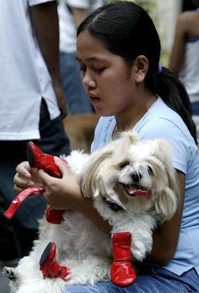 Filipino Dog Owner Puts Shoes On Editorial Stock Photo - Stock Image ...