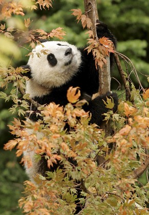 One Year Old Giant Panda Tai Editorial Stock Photo - Stock Image ...