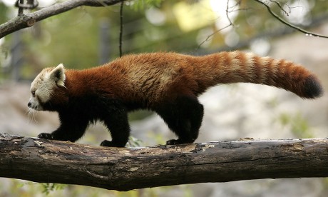 Red Panda Climbs New Fujifilm Giant Editorial Stock Photo - Stock Image ...