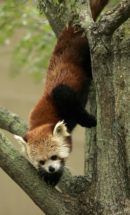 Red Panda Climbs New Fujifilm Giant Editorial Stock Photo - Stock Image ...