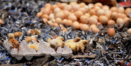 7 Garbage hatch Stock Pictures, Editorial Images and Stock Photos ...