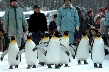 Ten King Penguins Marshalled Through Their Editorial Stock Photo ...