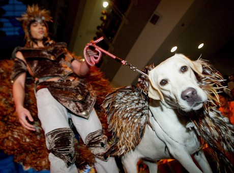 Filipino Model His Pet Labrador Hammer Editorial Stock Photo - Stock ...
