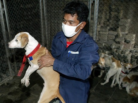 Stray Dogs Captured By Bangkok Metropolitan Editorial Stock Photo ...