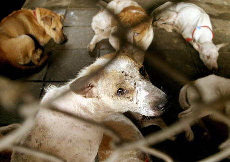 Stray Dogs Captured By Bangkok Metropolitan Editorial Stock Photo ...