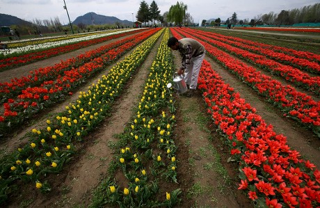 Kashmiri Gardner Waters Tulip Flowers Indira Editorial Stock Photo ...