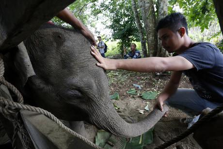 __COUNT__ Providing care for Aceh's elephant population, Saree ...
