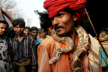 Indian Snake Charmer Shows Baby Python Editorial Stock Photo - Stock ...