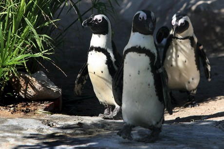 Rescued African Penguins Walk Southern African Editorial Stock Photo ...