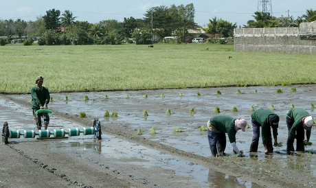 Filipino Farmer L Uses Drum Seeder Editorial Stock Photo - Stock Image ...