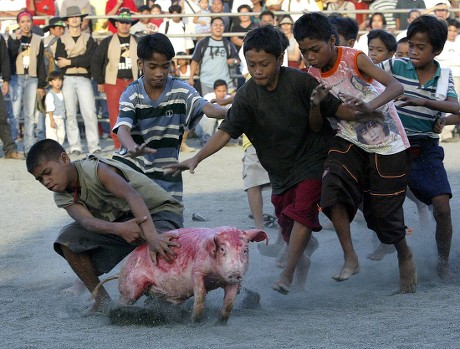 FILIPINO KIDS CHASE GREASY PIG WHO Editorial Stock Photo - Stock Image ...