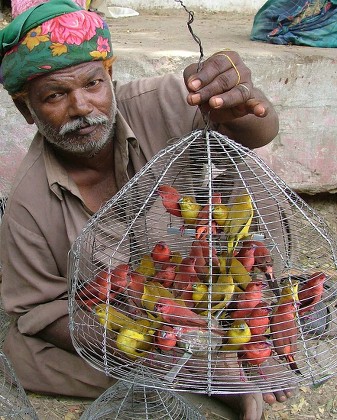 Pakistani Bird Vendor Shows Special Breed Editorial Stock Photo - Stock ...