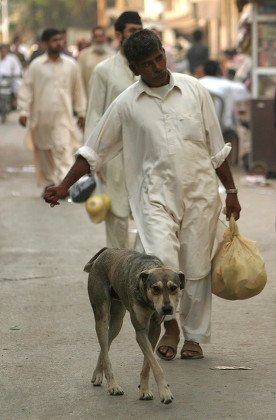 Stray Dog Walks On Sidewalk Karachi Editorial Stock Photo - Stock Image ...