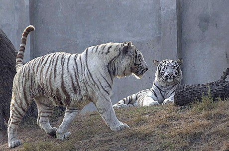 Family Looks Covered Cage Tigers Lahore Editorial Stock Photo - Stock ...