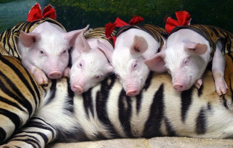 Pigs Dressed Tiger Suts Red Bows Editorial Stock Photo - Stock Image ...