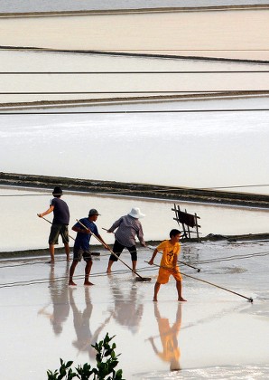 Workers Push Salt Crystals Into Mounds Editorial Stock Photo - Stock ...