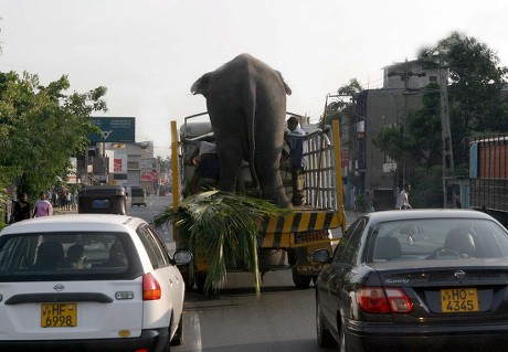 Elephant Gets Jumbo Hike This Container Editorial Stock Photo - Stock ...