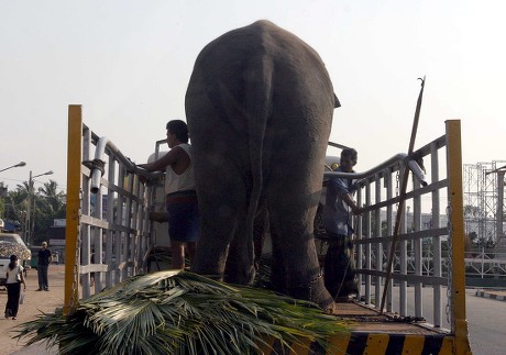 Elephant Gets Jumbo Hike This Container Editorial Stock Photo - Stock ...