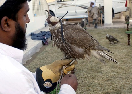 Pakistani Eagle Trainer Practises Eagles His Editorial Stock Photo ...
