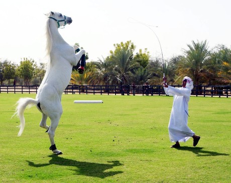 Horse Dances On Hind Legs During Editorial Stock Photo - Stock Image ...