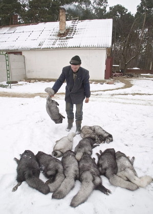 42 Fox fur farm Stock Pictures, Editorial Images and Stock Photos ...