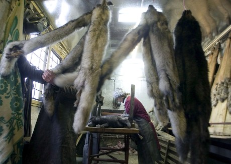 42 Fox fur farm Stock Pictures, Editorial Images and Stock Photos ...