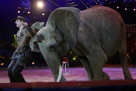 Erwin Frankellos Elephant Troop Performs During Editorial Stock Photo ...