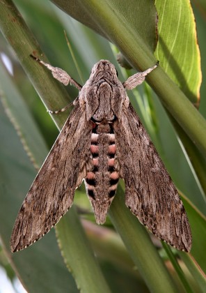 Sphinx Moth Clings Vegetation Garden Cairo Editorial Stock Photo ...