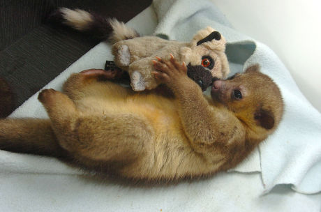 __COUNT__ Kito, the Kinkajous who has adopted a cuddly toy as its best ...