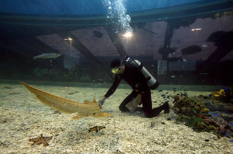 Filipino Diver Feeds Fish Inside Aquarium Editorial Stock Photo - Stock ...