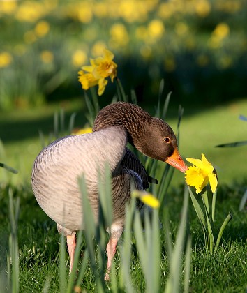 Duck On Scent Spring Waddles Through Editorial Stock Photo - Stock ...