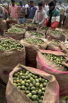 3 Tamul paan Stock Pictures, Editorial Images and Stock Photos ...