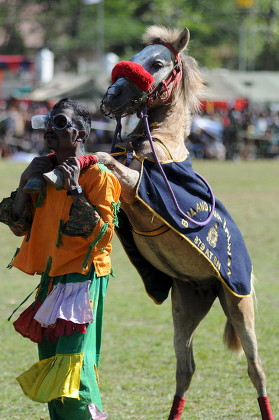 Indian Army Personnel Takes Part Mule Editorial Stock Photo - Stock ...