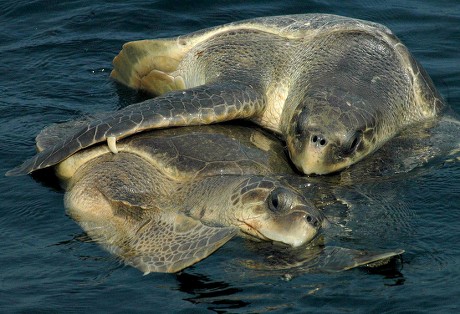 Pair Olive Ridley Turtles Bay Bengal Editorial Stock Photo - Stock ...